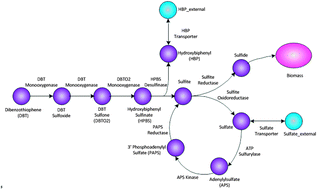 Roles of sulfite oxidoreductase and sulfite reductase in improving ...