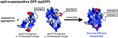 Split-superpositive GFP reassembly is a fast, efficient, and robust ...