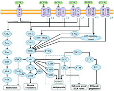 Analysis of bypass signaling in EGFR pathway and profiling of bypass ...