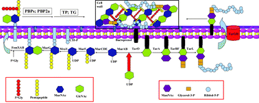 Inhibitors targeting on cell wall biosynthesis pathway of MRSA ...