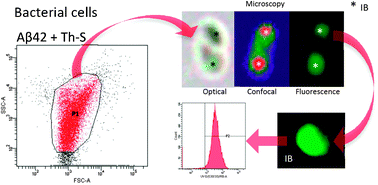 Thioflavin-S staining coupled to flow cytometry. A screening tool to ...
