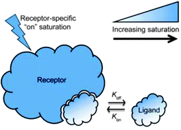 Recent developments and applications of saturation transfer difference ...