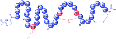 The solid phase supported peptide synthesis of analogues of the ...