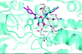 Phosphofructokinase: structural and functional aspects and design of ...