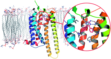 Stabilised G protein -coupled receptors in structure-based drug design ...