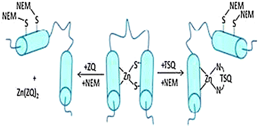 Sensor specific imaging of proteomic Zn2+ with zinquin and TSQ after ...