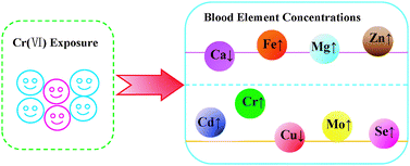Effects of chronic chromium(vi) exposure on blood element homeostasis ...
