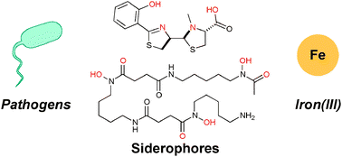 Siderophore-based detection of Fe(iii) and microbial pathogens ...