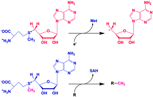 Radical SAM enzymes in methylation and methylthiolation - Metallomics ...
