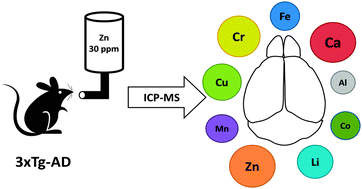 Characterisation of element profile changes induced by long-term ...