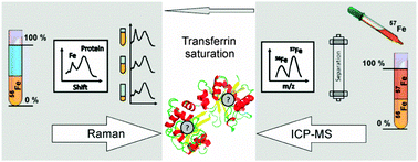 Reference measurement procedures for the iron saturation in human ...