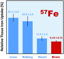 Stable iron isotope tracing reveals significant brain iron uptake in ...