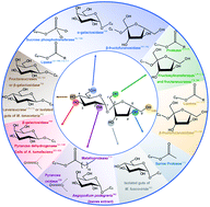 Sucrose analogs: an attractive (bio)source for glycodiversification ...
