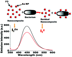 Quick and simple estimation of bacteria using a fluorescent paracetamol ...