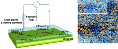 Scanning ion conductance microscopy studies of amyloid fibrils at nanoscale - Nanoscale (RSC ...