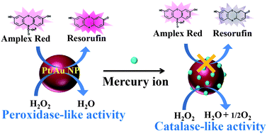 Detection of mercury ions based on mercury-induced switching of enzyme ...