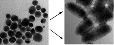 Relating nanomaterial properties and microbial toxicity - Nanoscale ...