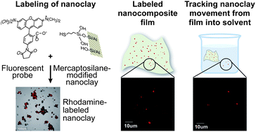 Fluorescent labeling and tracking of nanoclay - Nanoscale (RSC Publishing)