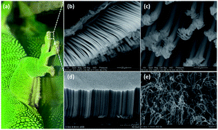 Advanced gecko-foot-mimetic dry adhesives based on carbon nanotubes ...