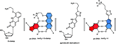 Parallel-stranded DNA: Enhancing duplex stability by the ‘G-clamp’ and ...