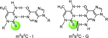 Inosine Base Pairing Adenine, Thymine, Guanine & Cytosine | Overview