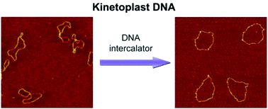 Interference of intrinsic curvature of DNA by DNA-intercalating agents ...