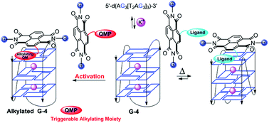 Hybrid ligand–alkylating agents targeting telomeric G-quadruplex ...