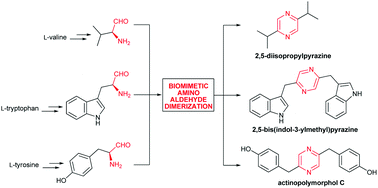 Pyrazine alkaloids via dimerization of amino acid-derived α-amino ...