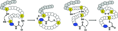 Selective thioether macrocyclization of peptides having the N-terminal ...
