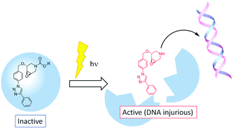 Synthesis and evaluation of novel caged DNA alkylating agents bearing 3 ...