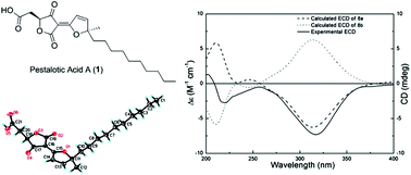 Isolation, antimicrobial activity, and absolute configuration of the ...