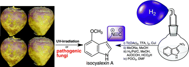 The first isocyanide of plant origin expands functional group diversity ...