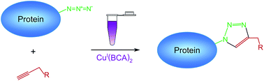 Evaluation of bicinchoninic acid as a ligand for copper(i)-catalyzed ...