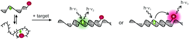 Dual fluorophore PNA FIT-probes − extremely responsive and bright ...