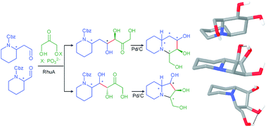 Chemoenzymatic synthesis, structural study and biological activity of ...