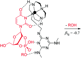 Intracomplex general acid/base catalyzed cleavage of RNA phosphodiester ...