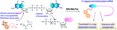 Synthesis of biotin labelled cap analogue – incorporable into mRNA ...