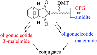 Easy introduction of maleimides at different positions of ...