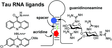 Exploring the effect of aminoglycoside guanidinylation on ligands for ...