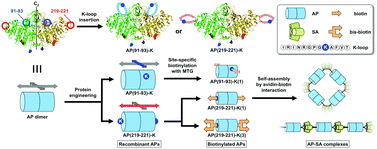 Protein supramolecular complex formation by site-specific avidin–biotin ...