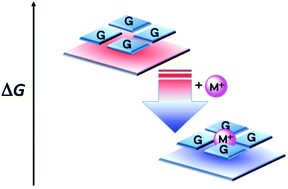 Quartet formation of a guanine derivative with an isopropyl group ...