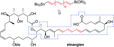 Modular synthesis of polyene side chain analogues of the potent ...