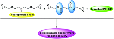 Low molecular weight PEI-based biodegradable lipopolymers as gene ...