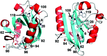 Tryptophan fluorescence as a reporter for structural changes in ...