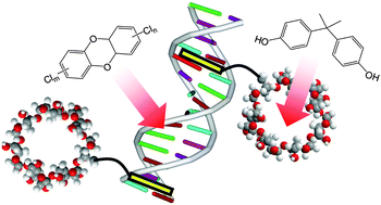 Synthesis of DNA intercalator–immobilized cyclodextrin and interaction ...