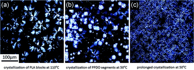 Crystallization and morphology of a polymer blend based on linear PPDO ...