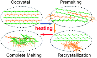 A novel melting behavior of poly(3-alkylthiophene) cocrystals ...