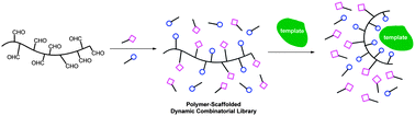 Investigating templating within Polymer-Scaffolded Dynamic Combinatorial Libraries - Polymer ...