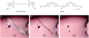 Synthesis of a diamine cross-linker containing Diels–Alder adducts to ...