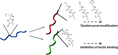 Poly(azlactone)s: versatile scaffolds for tandem post-polymerisation ...